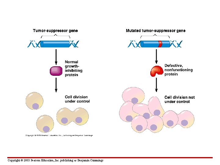 Copyright 2003 Pearson Education Inc publishing as Benjamin