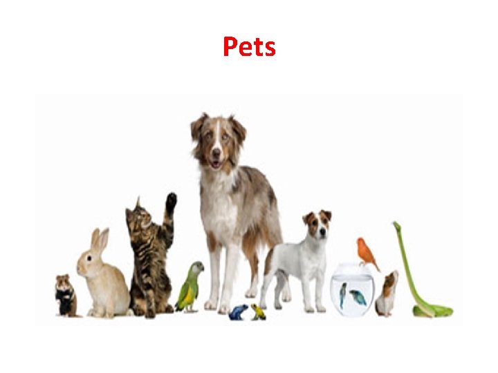 Animals in the Workplace C W Von Bergen