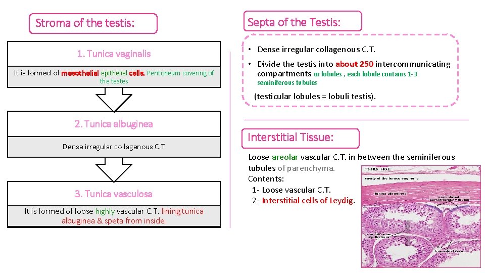 MALE REPRODUCTIVE SYSTEM By the end of the