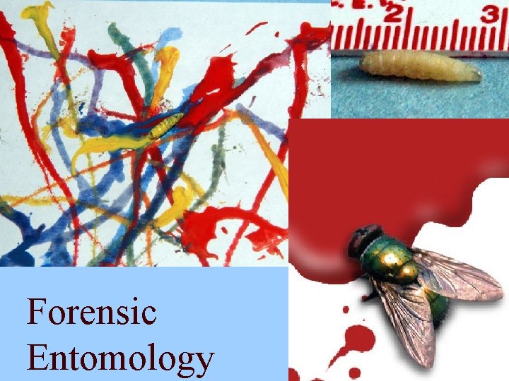 Forensic Entomology Forensic Entomology the use of arthropods