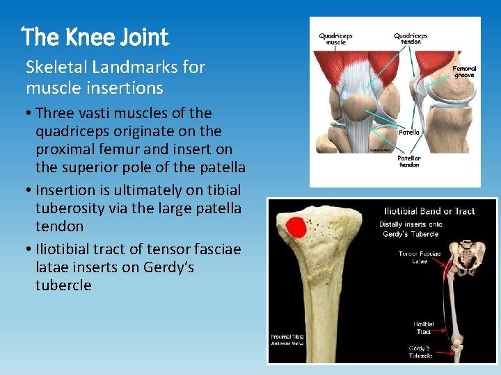 Chapter 9 The Knee Joint The Knee Joint