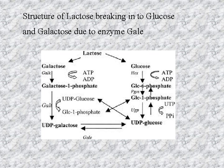 GalactosemiaGALT By Raveeja V Deshpande What is Galactosemia