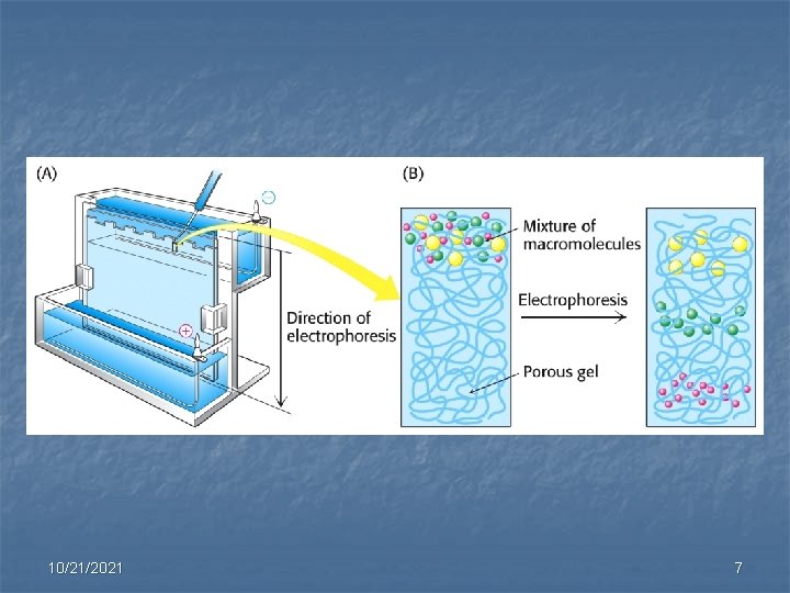 Metode electrokinetice electroforeza electrofocalizarea ...