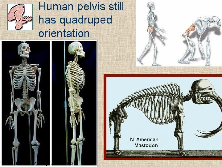Lower Limb n n n n What is