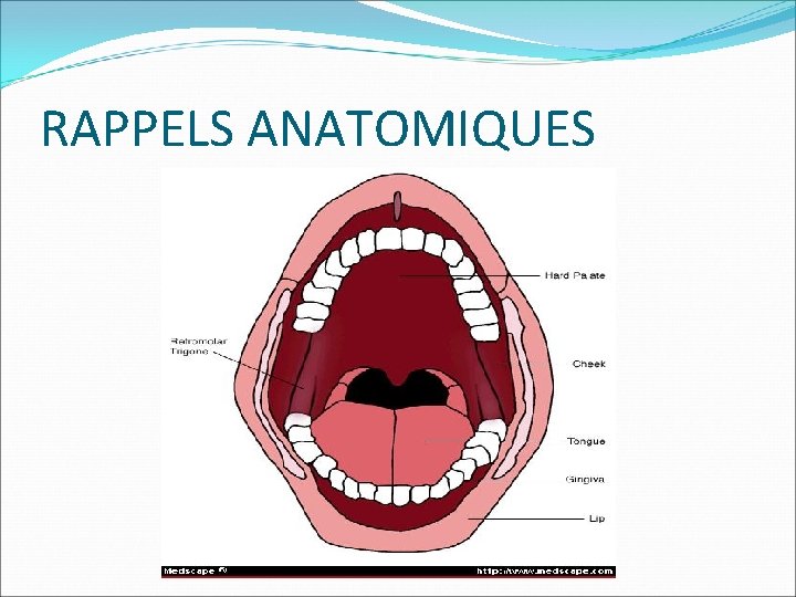 Cancer de la portion mobile de la langue