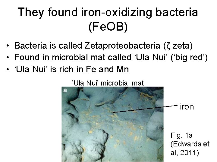 Ironoxidizing bacteria in the deep ocean We live