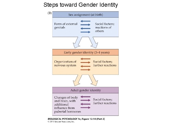 Prenatal Sexual Differentiation in Humans Two hormones from