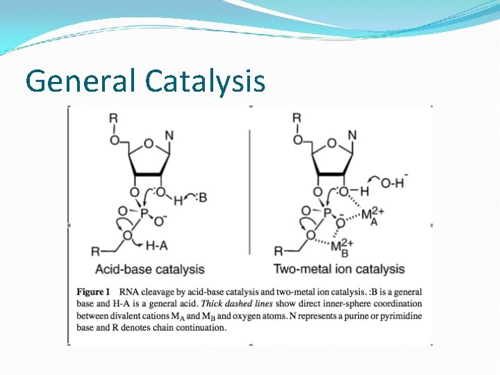 Ribosymes RNA Enzymes OVERVIEW STRUCTURE What Do They