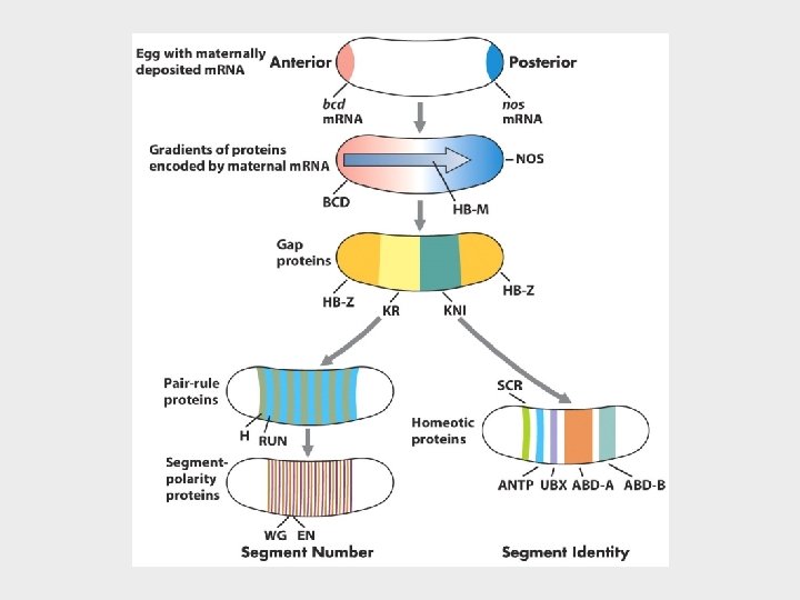 Homeotic genes in Drosophila body patterning Department of