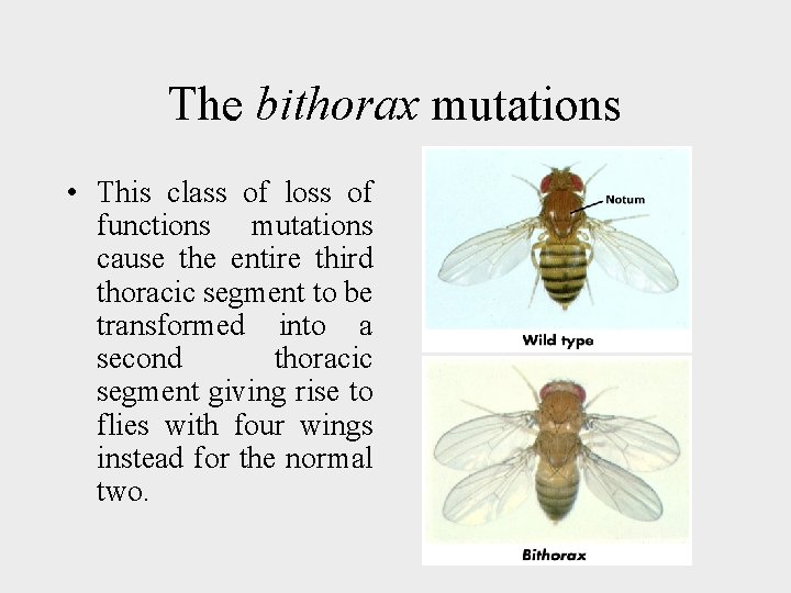 Homeotic genes in Drosophila body patterning Department of