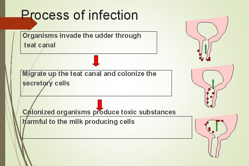 Whats mastitis Inflammation of one or more quarters