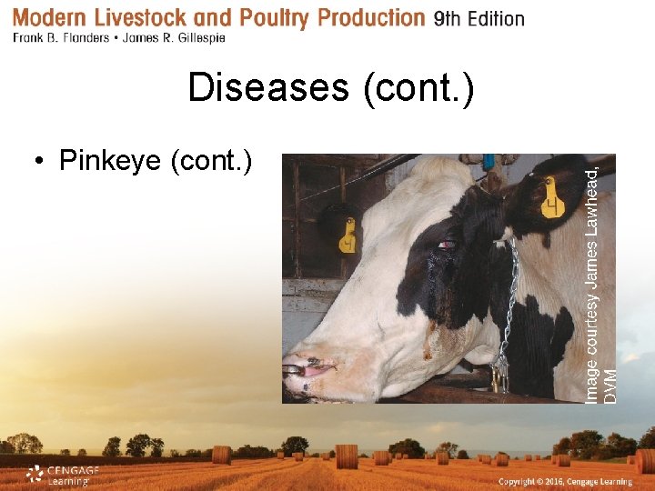 Chapter 17 Diseases and Parasites of Beef Cattle