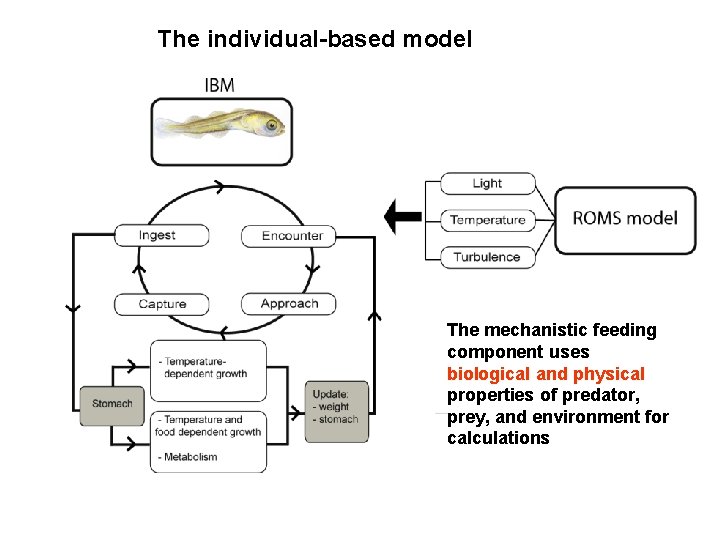 Growth and feeding of larval cod Gadus morhua