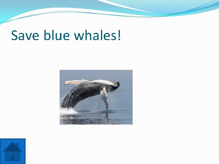 Whales This is a picture of a whale