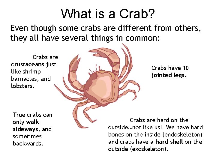What is a Crab Even though some crabs