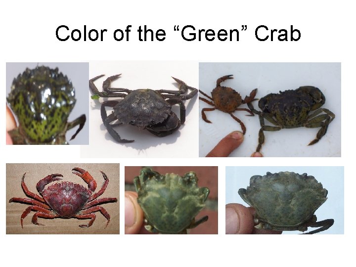 What is a Crab Even though some crabs