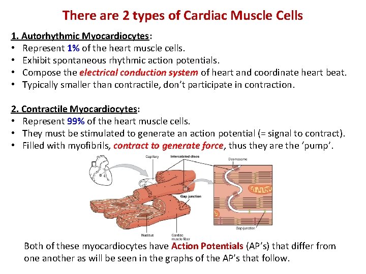 There are 2 types of Cardiac Muscle Cells