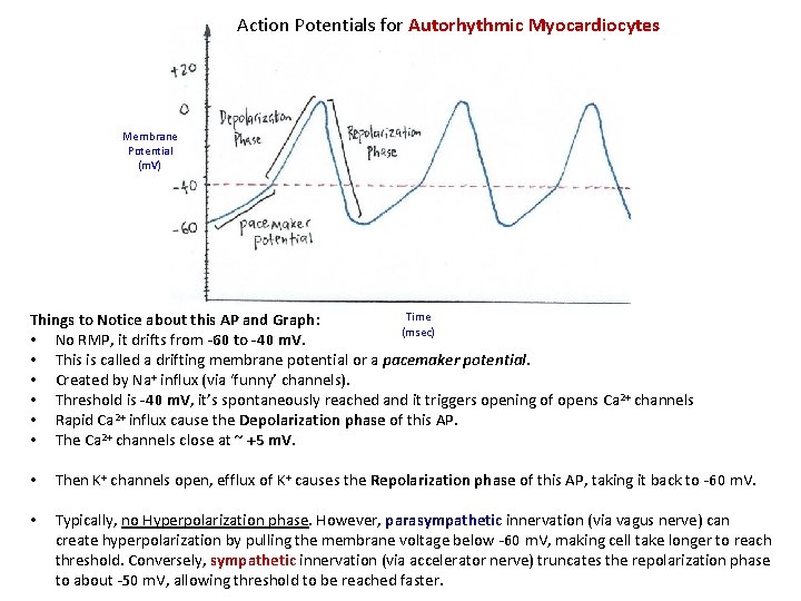 There are 2 types of Cardiac Muscle Cells