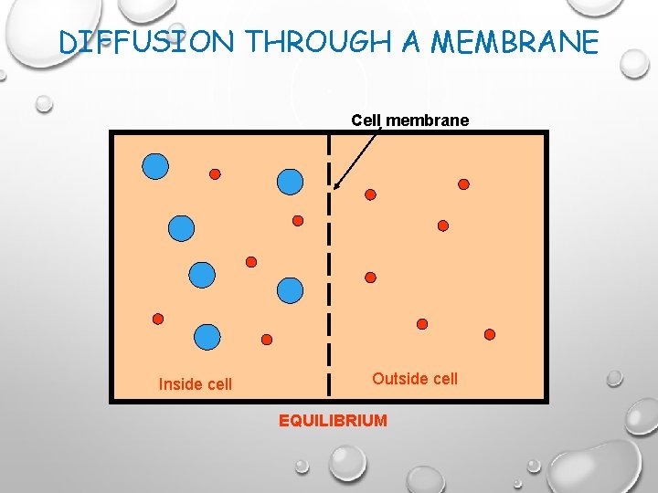 HOMEOSTASIS AND CELLTRANSPORT Mr Hamers Halophiles TRANSPORT THROUGH