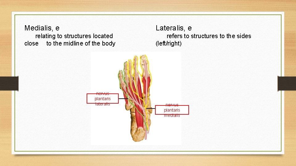 Expressing positions in medical terminology By Denzel Gordon