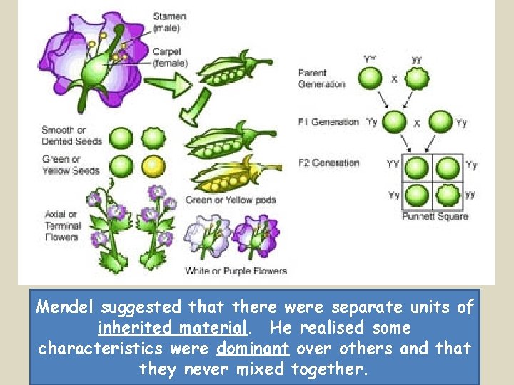 From Mendel to DNA Learning Objectives 1 What