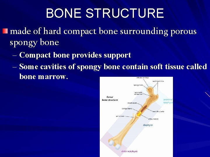 Body is organized into four levels Cells Tissues