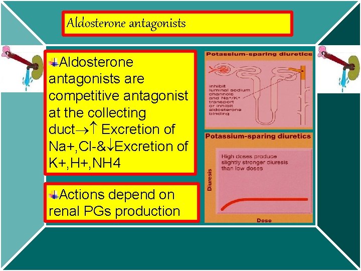 Diureticsiii Aldosterone antagonists Sodium Channel Inhibitors ...
