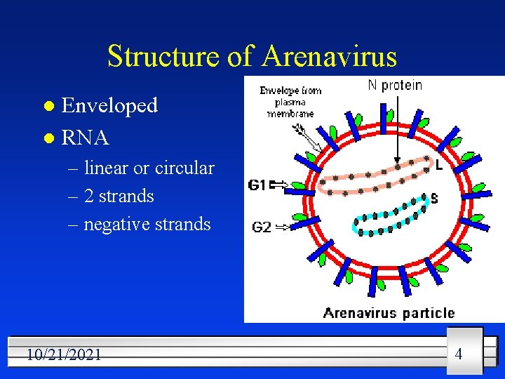 Arena Viruses Hugh B Fackrell Filename Arena ppt