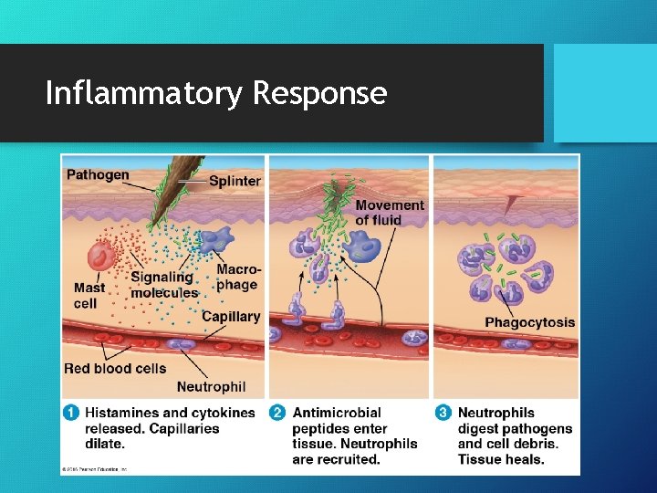 WarmUp Review 1 Compare bacteria vs viruses 2