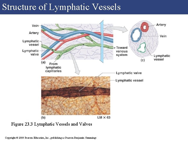 Chapter 23 The Lymphoid System Power Point Lecture