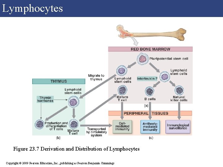 Chapter 23 The Lymphoid System Power Point Lecture
