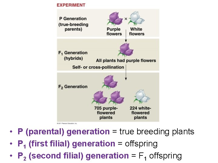 Chapter 9 Heredity AP Biology Exam Review MENDELS