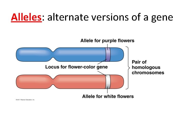 Chapter 9 Heredity AP Biology Exam Review MENDELS