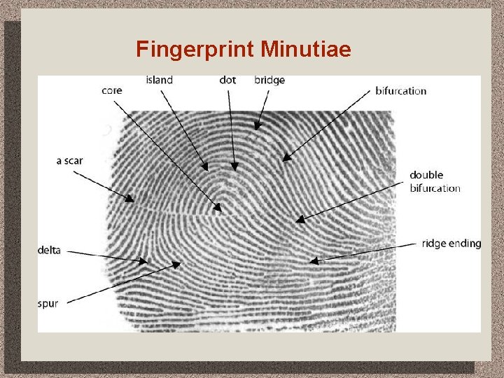 Fingerprints Fingerprints cannot lie but liars can make