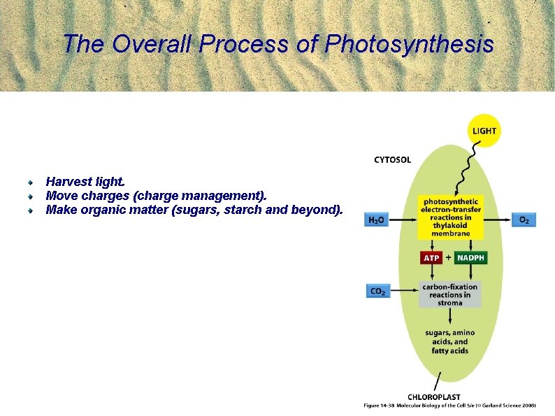 Photosynthesis Recap APhBE 161 Physical Biology of the