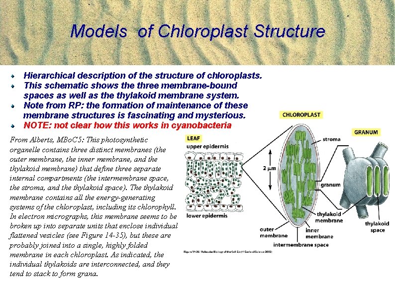 Photosynthesis Recap APhBE 161 Physical Biology of the