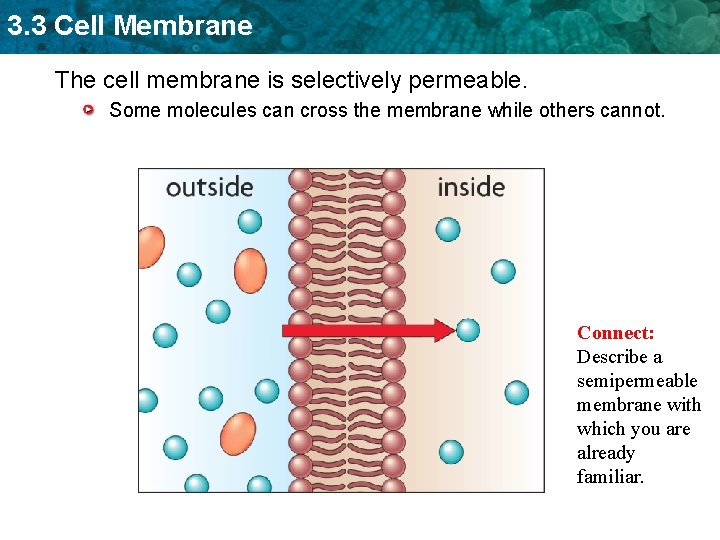 3 3 Cell Membrane KEY CONCEPT The cell