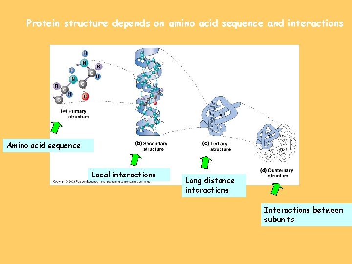 Protein structure depends on amino acid sequence and