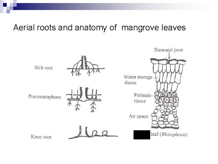 Biology of MANGROVE Mujizat Kawaroe Marine Biology Laboratory