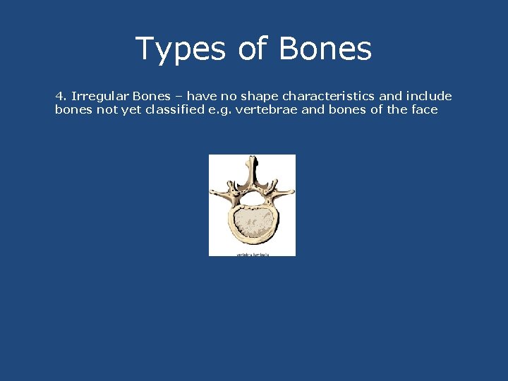Anatomy II Body Systems and Energy for Physical