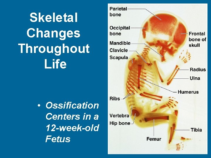 SKELETAL SYSTEM Functions of Bones Support hard framework