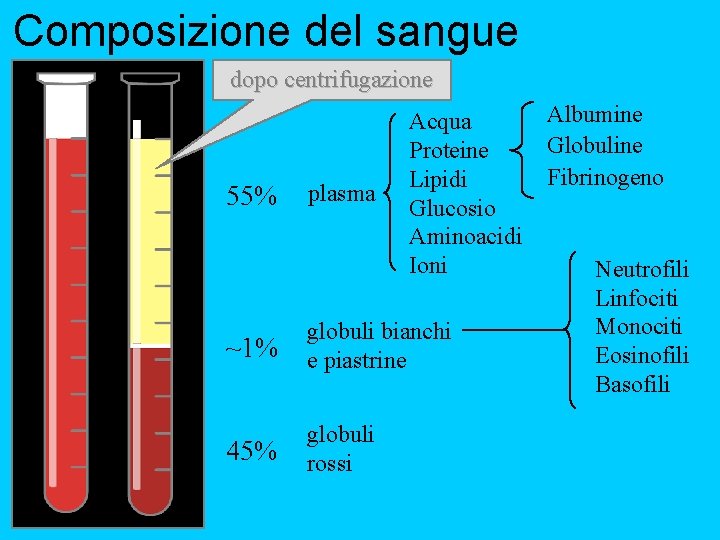 Funzioni componenti e caratteristiche Composizione del sangue dopo