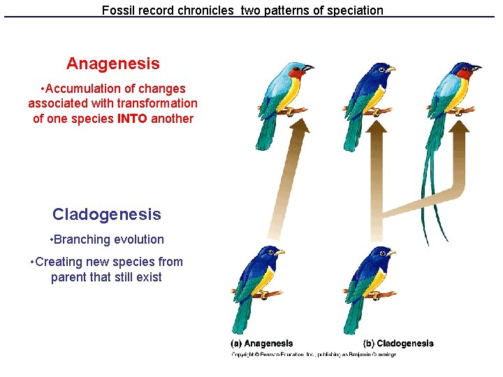 Ch 24 origin of species microevolution Change in