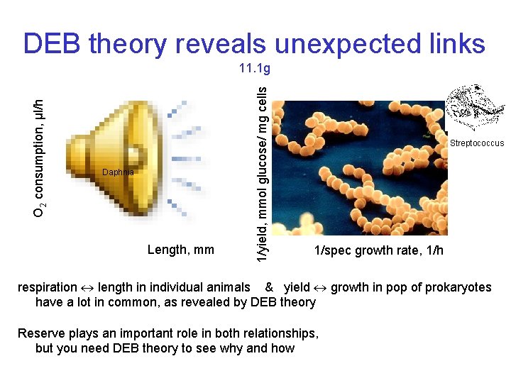 Dynamic Energy Budget theory 1 Basic Concepts 2