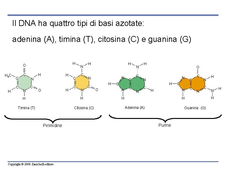 La biologia molecolare del gene Copyright 2006 Zanichelli