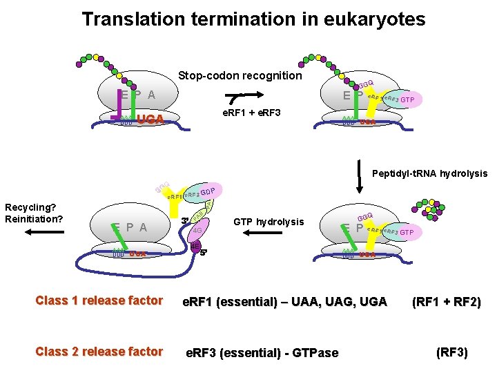 The origin of novel proteins by gene duplication