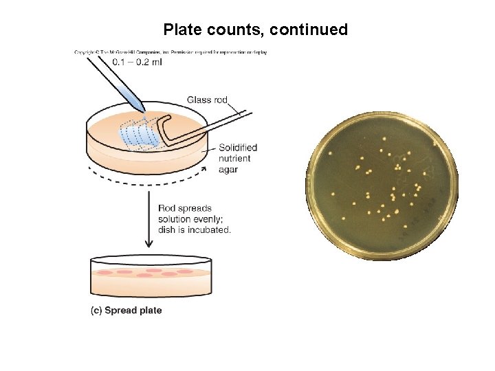 ANTIBIOTICS The Control of Bacterial Growth Counting Chamber