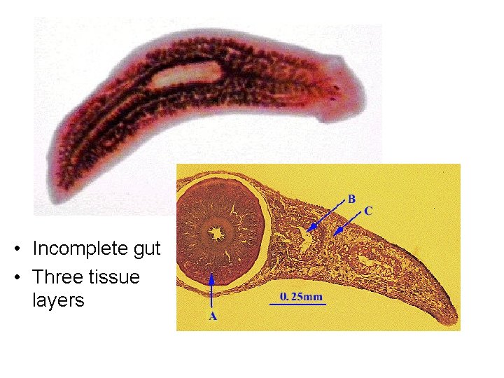 Kingdom Animalia Multicellular Heterotrophs Lack cell walls Embryology