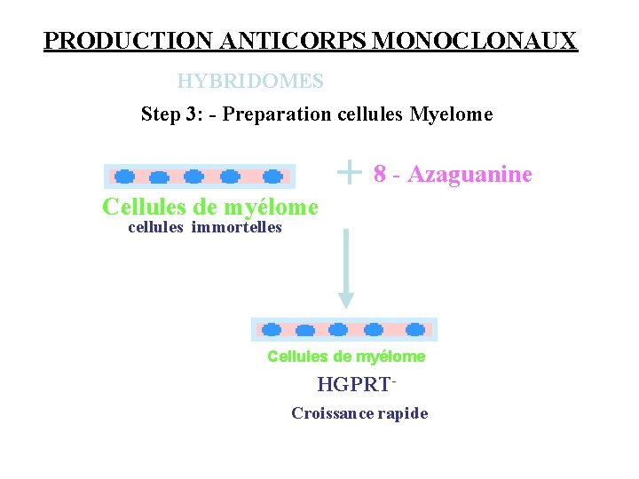 PRODUCTION ANTICORPS MONOCLONAUX Hybridomes Step 1 Immunisation des