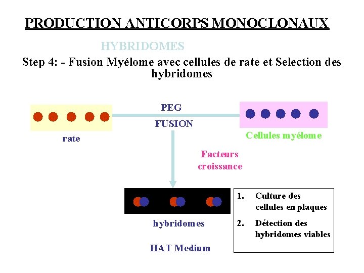PRODUCTION ANTICORPS MONOCLONAUX Hybridomes Step 1 Immunisation des